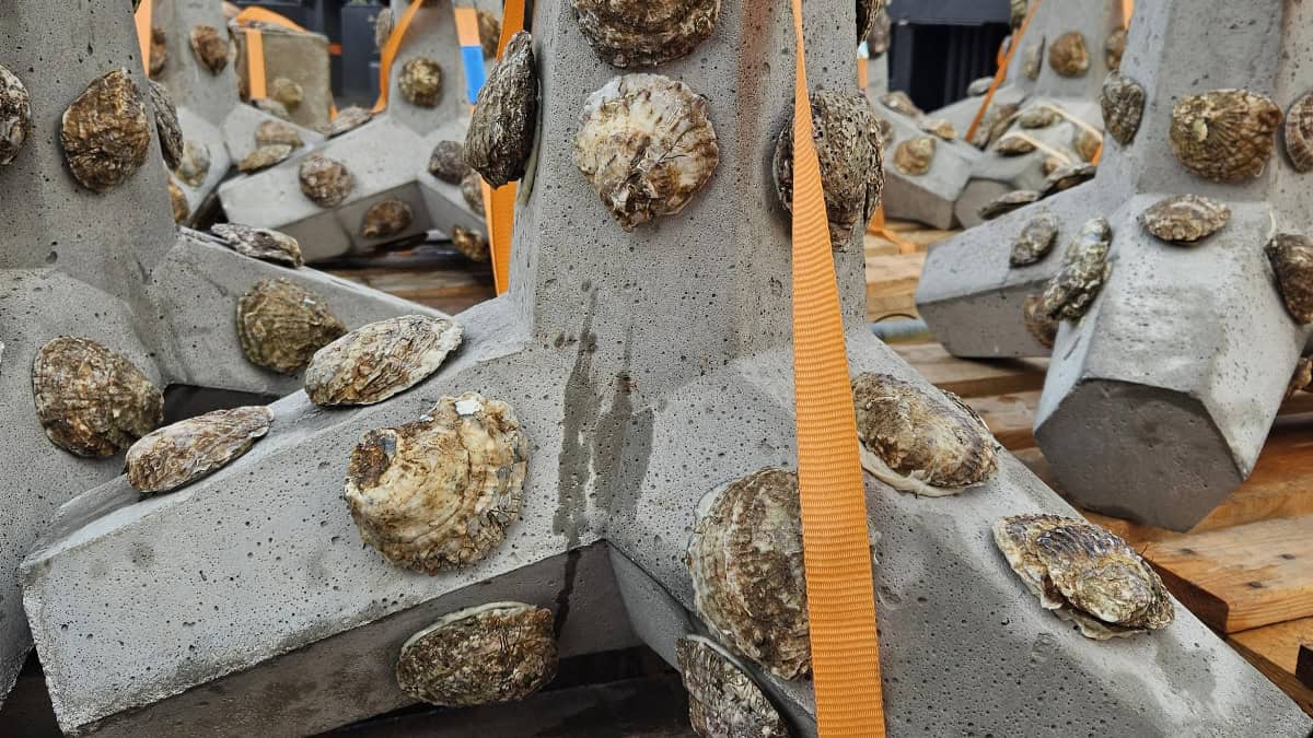 Ørsted and Van Oord’s Install Innovative Droppable Oyster Structures ...